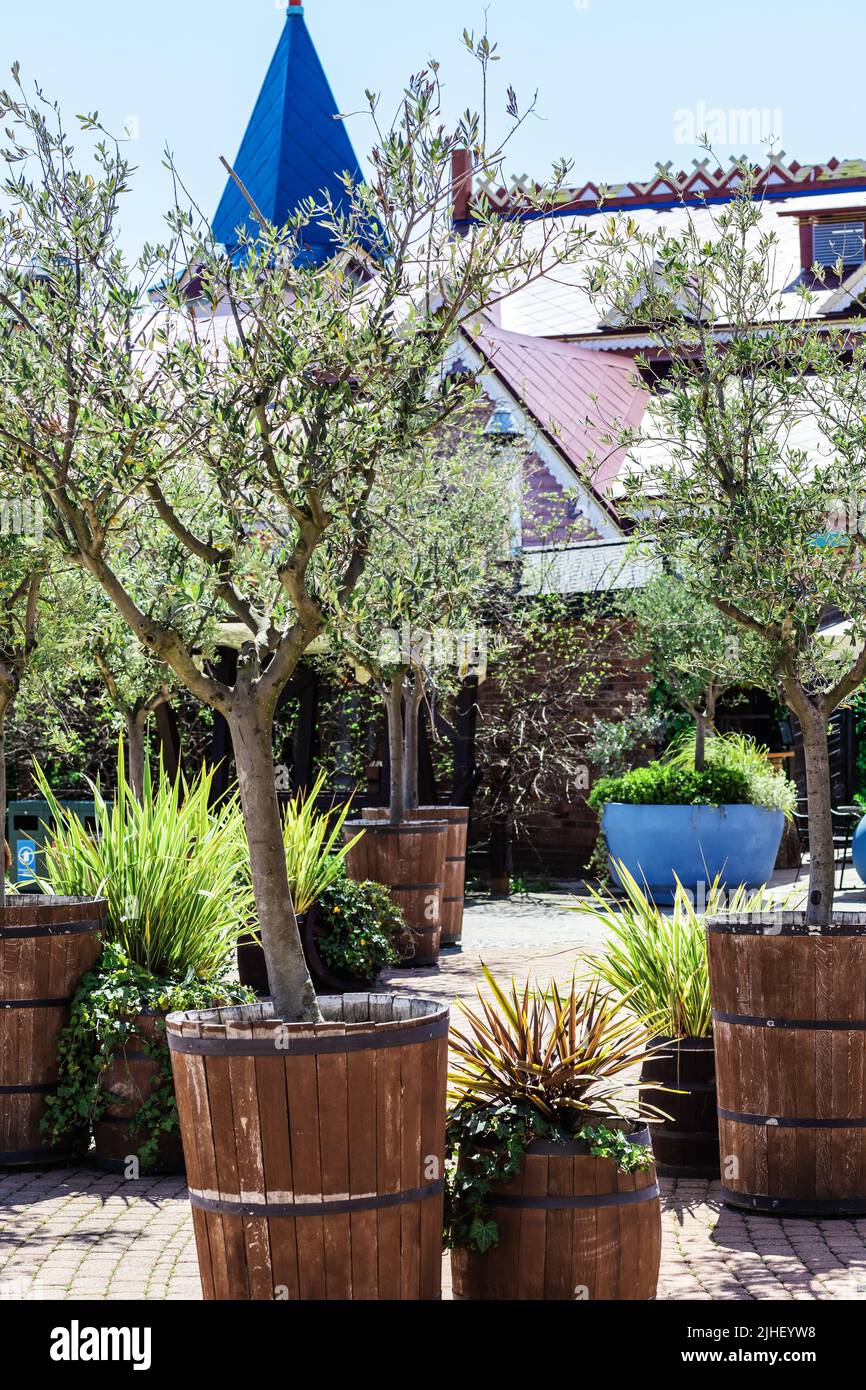 Zierbäume und scharfblättrige Büsche wachsen in Holztöpfen, ähnlich wie ...
