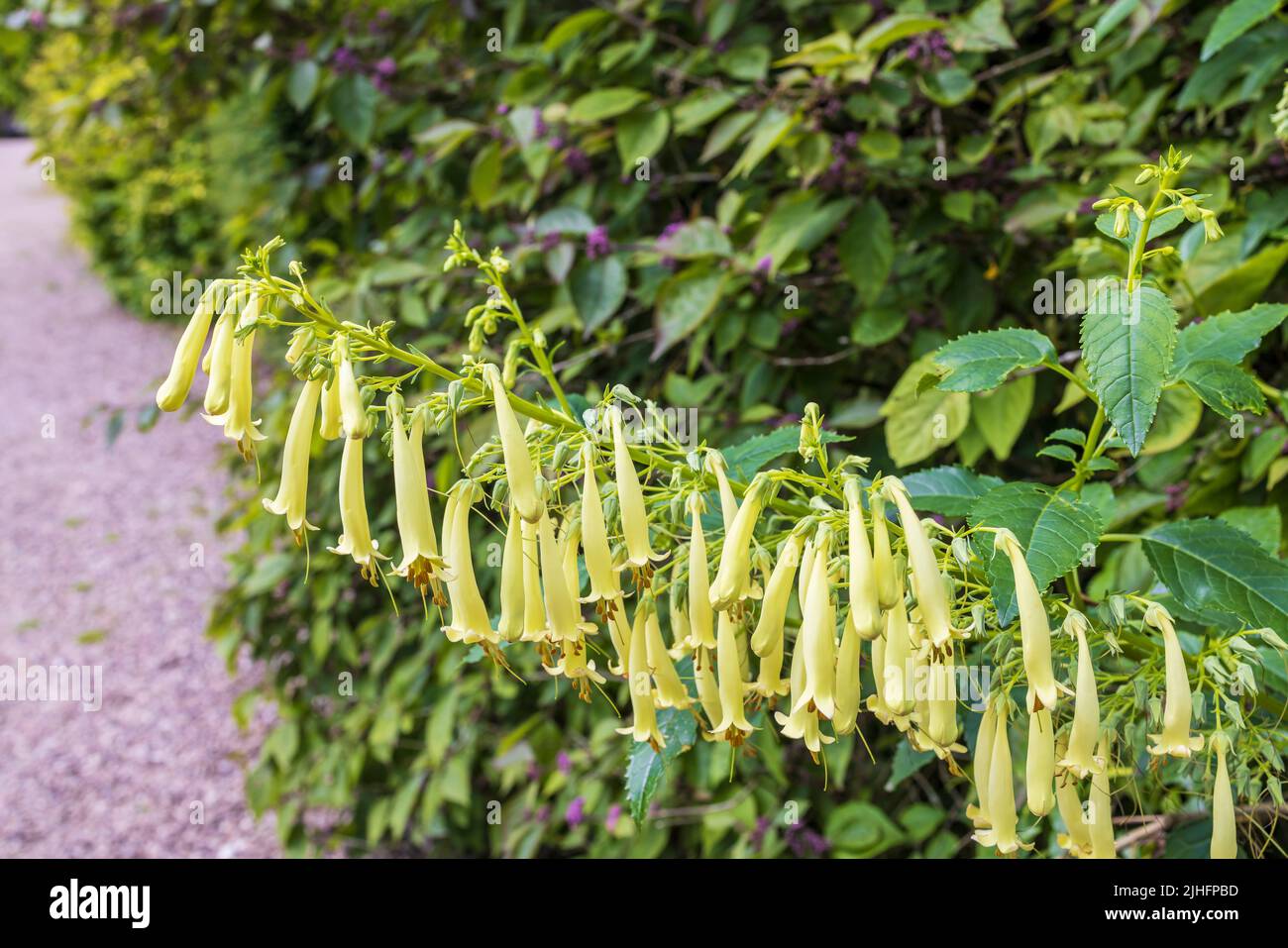 Phygelius x rectus -Fotos und -Bildmaterial in hoher Auflösung – Alamy