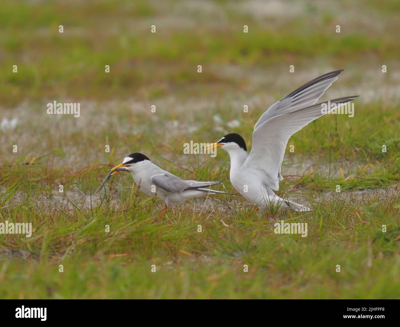 Kleinste britische seeschwalbe -Fotos und -Bildmaterial in hoher ...