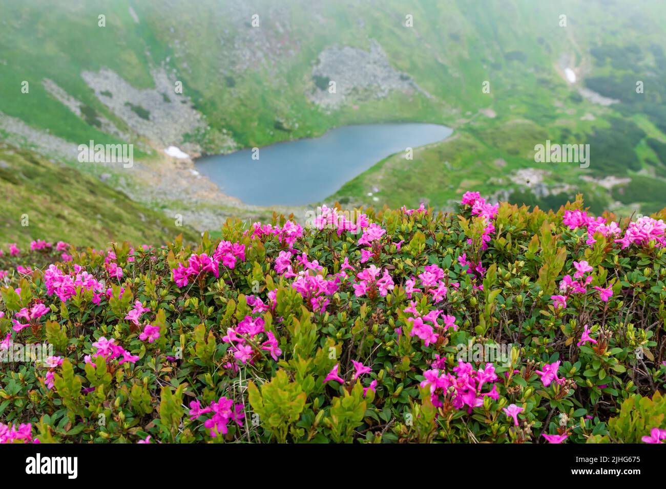 Blühende rosafarbene Rhododendron-Blüten auf der Chornogora-Linie ...