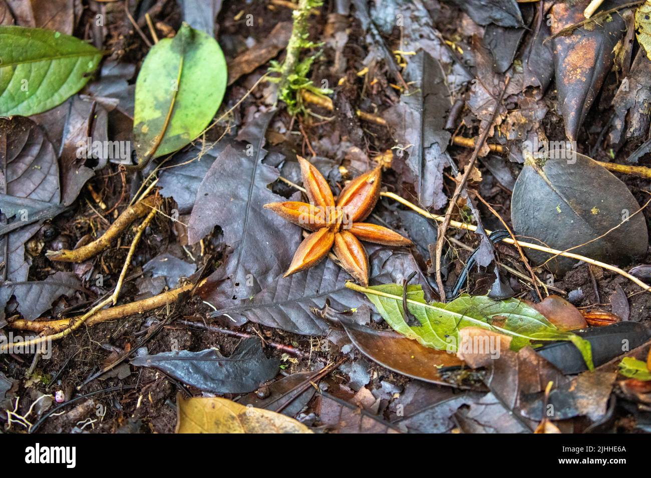 Baldachin boden -Fotos und -Bildmaterial in hoher Auflösung – Alamy Baldachin boden -Fotos und -Bildmaterial in hoher Auflösung – Alamy