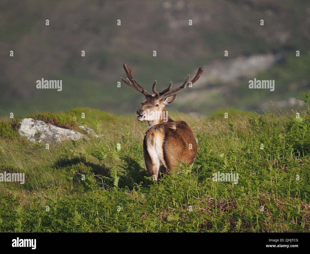 Die Hirsche des Rothirsches wollten sich ernähren und bereiteten sich ...