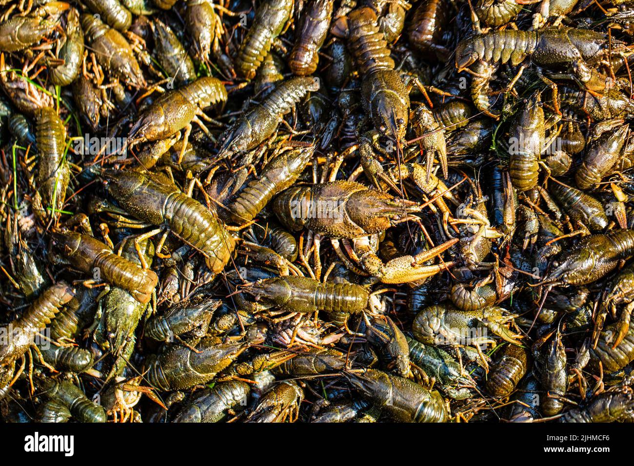 Großer Hummer. Ein großer Flusskrebse. Riesiger Hummer. Crayfishs leben ...