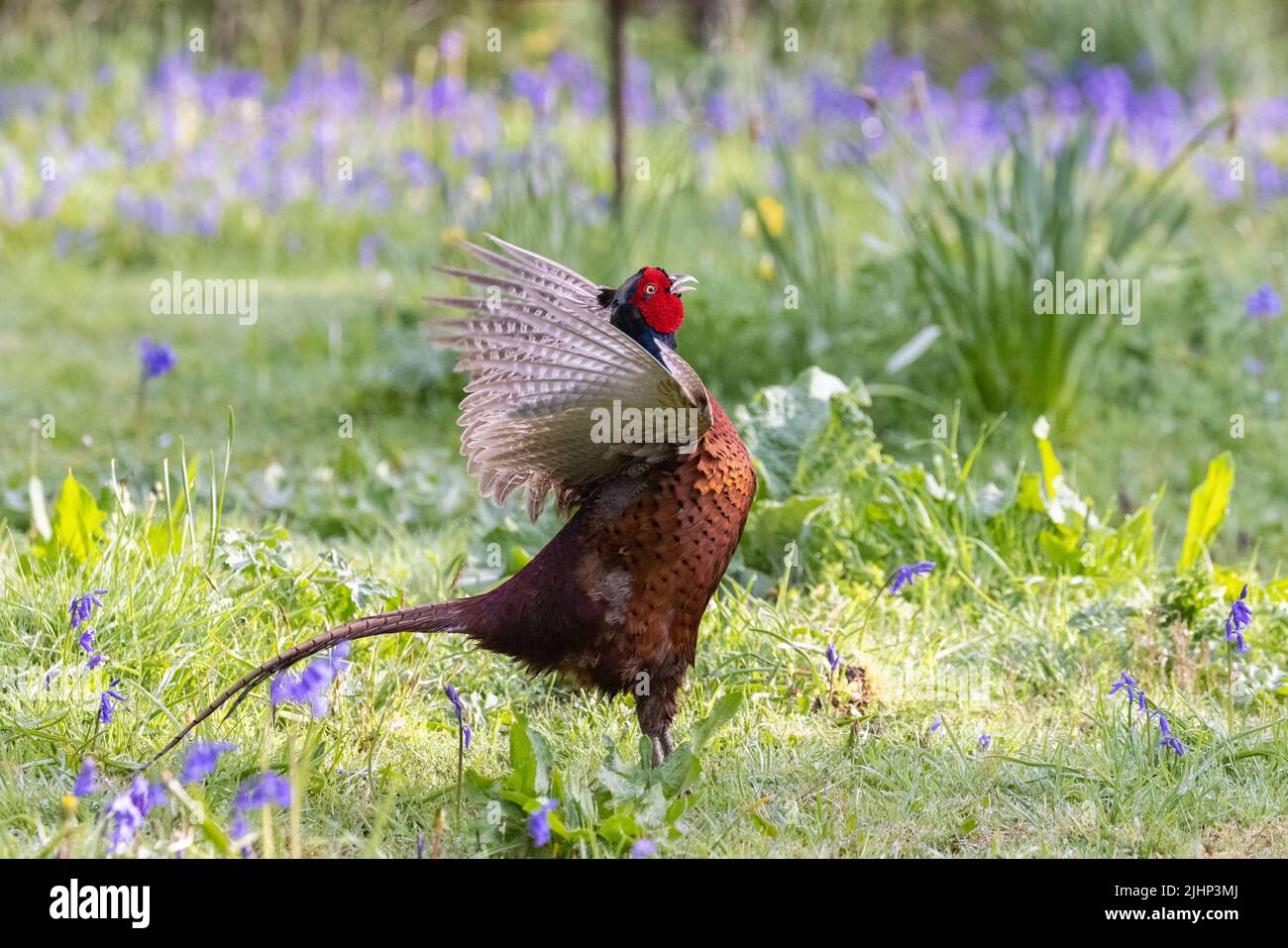 Fasan uk garten -Fotos und -Bildmaterial in hoher Auflösung – Alamy