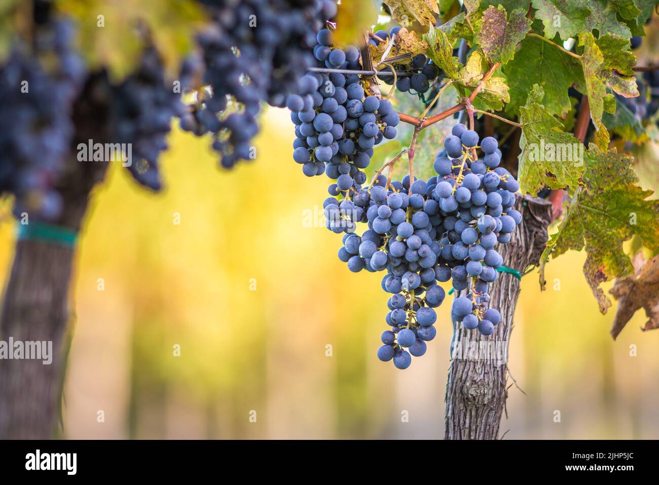 Blaue Weintrauben im Weinberg. Cabernet Franc Trauben für die ... Blaue Weintrauben im Weinberg. Cabernet Franc Trauben für die ...