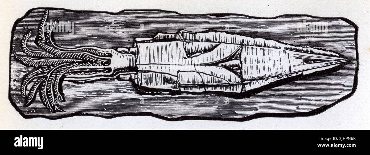 Belemnite drawing -Fotos und -Bildmaterial in hoher Auflösung – Alamy