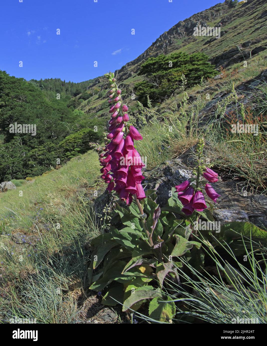 Parc national de cévennes -Fotos und -Bildmaterial in hoher Auflösung – Alamy