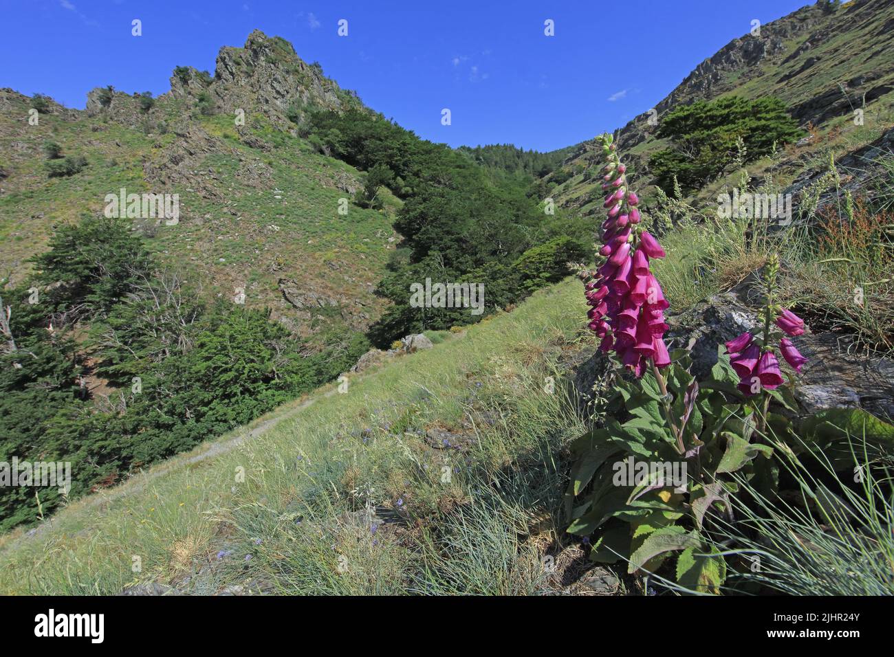 Parc national de cévennes -Fotos und -Bildmaterial in hoher Auflösung – Alamy