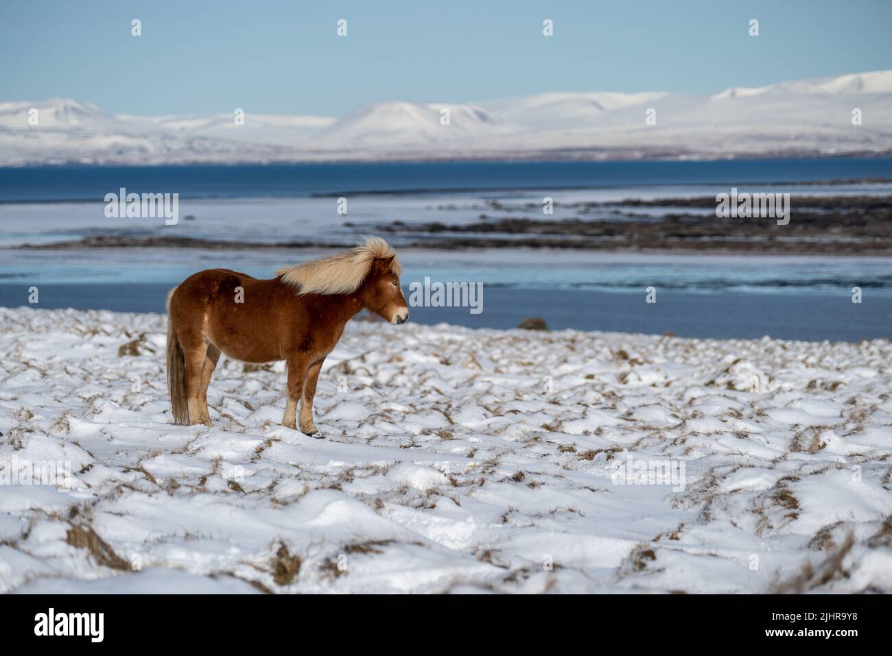 Islandpferde. Das isländische Pferd ist eine in Island geschaffene ...
