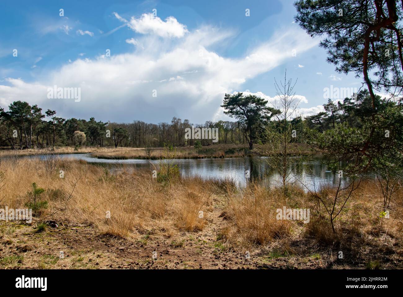 Eine schöne Aufnahme von Bäumen und Gras an einem See in einem ...