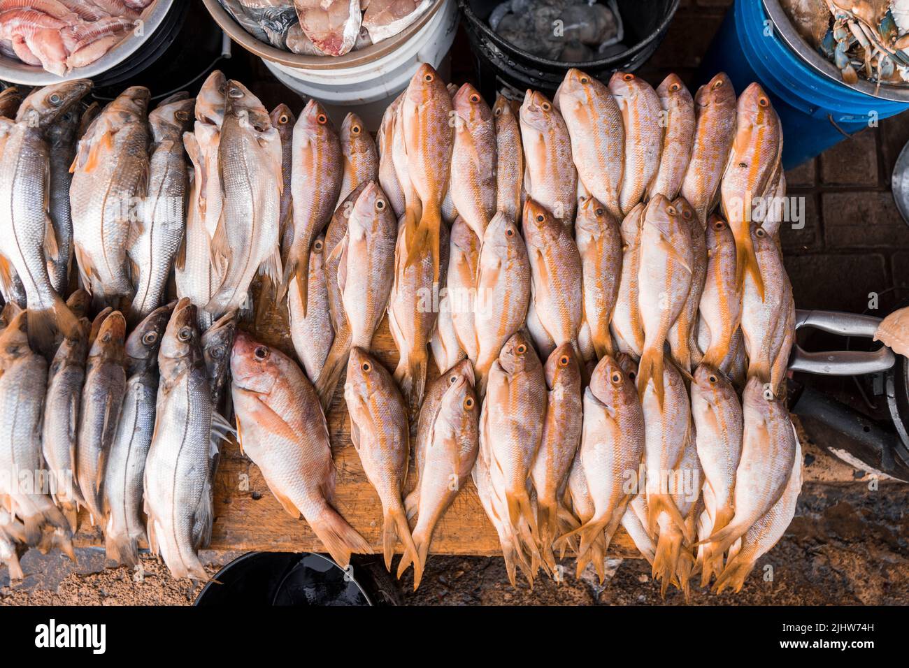 Blick von oben auf frischen Fisch zum Verkauf auf dem Bluefields Dock ...