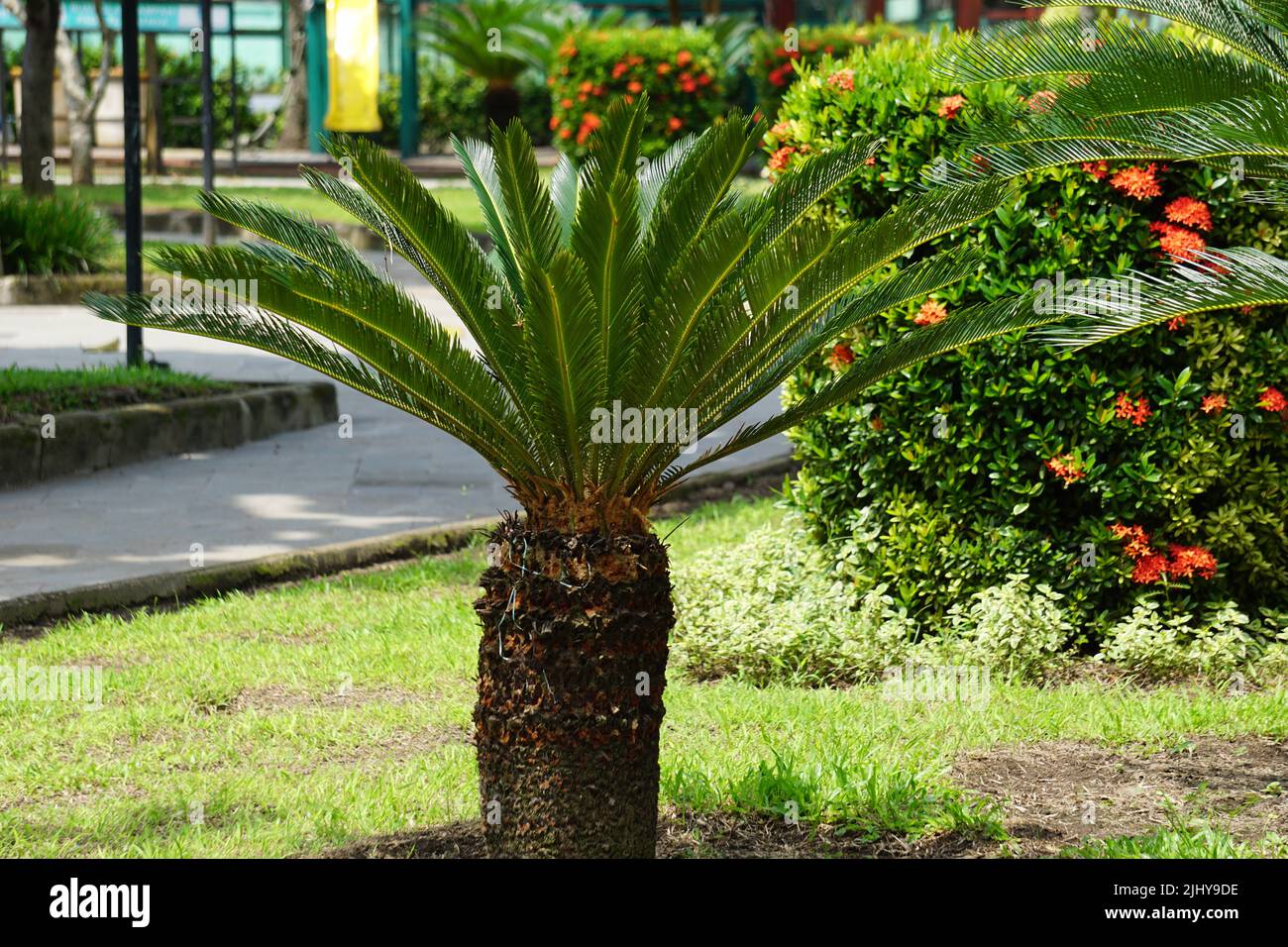 Cycas revoluta (pakis haji, Cycas revoluta, Sotetsu, Sagopalme, König ...