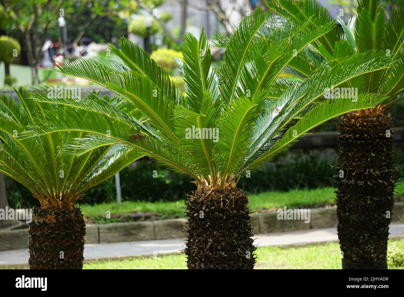 Cycas revoluta (pakis haji, Cycas revoluta, Sotetsu, Sagopalme, König ...