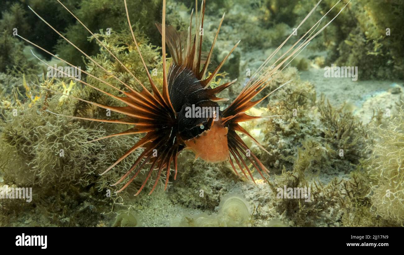 Meeresboden fauna -Fotos und -Bildmaterial in hoher Auflösung – Alamy