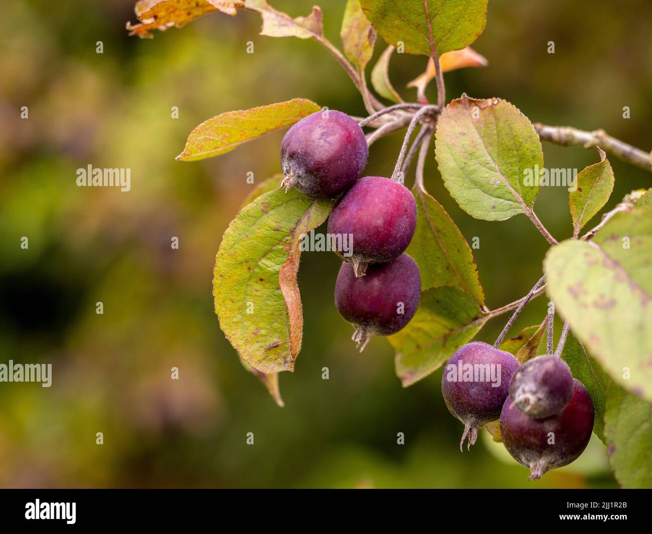 Lila früchte -Fotos und -Bildmaterial in hoher Auflösung – Alamy