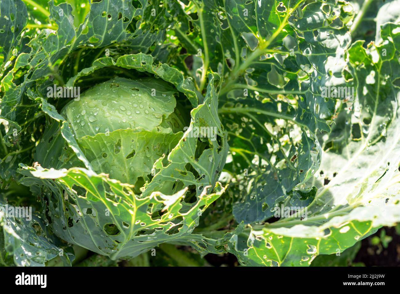 Fabelhafte Kohl Schadlinge Bekampfen Fotos