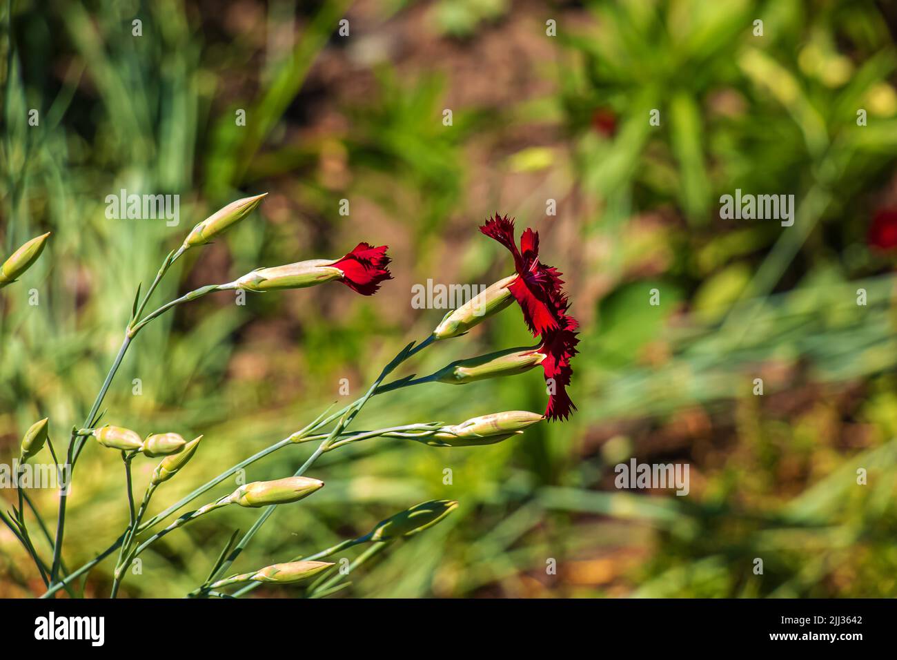 Wilde rote Nelke Dianthus deltoides Brillant auf dem Rasen auf dunklem ...
