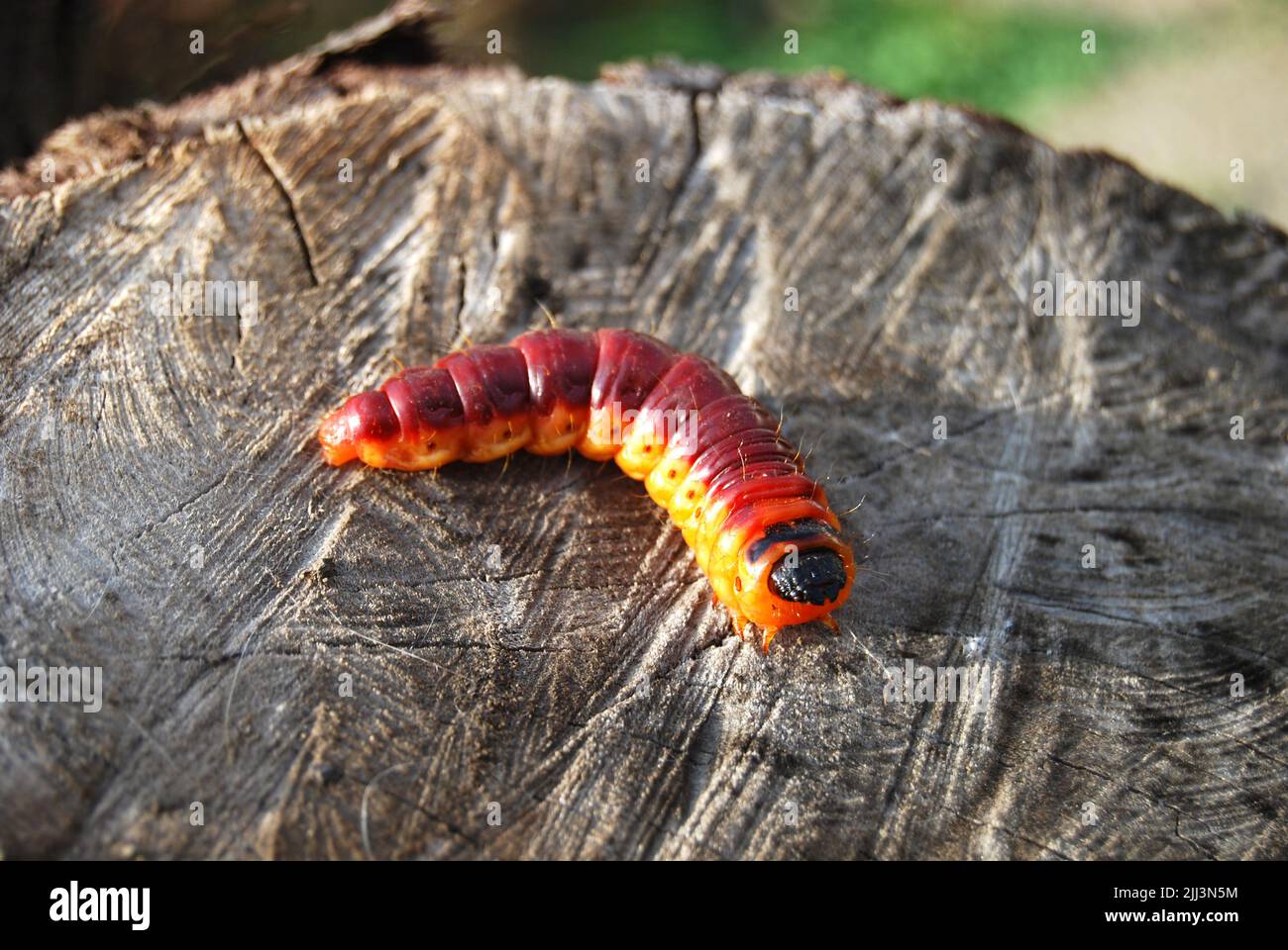 Raupe mit orangefarbenem kopf -Fotos und -Bildmaterial in hoher ...