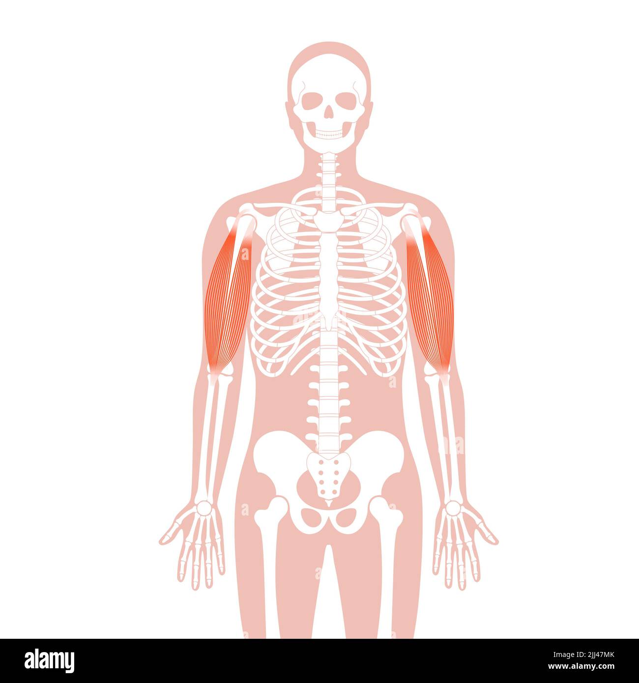 Anatomie der Bizeps-Muskeln, Abbildung Stockfotografie - Alamy