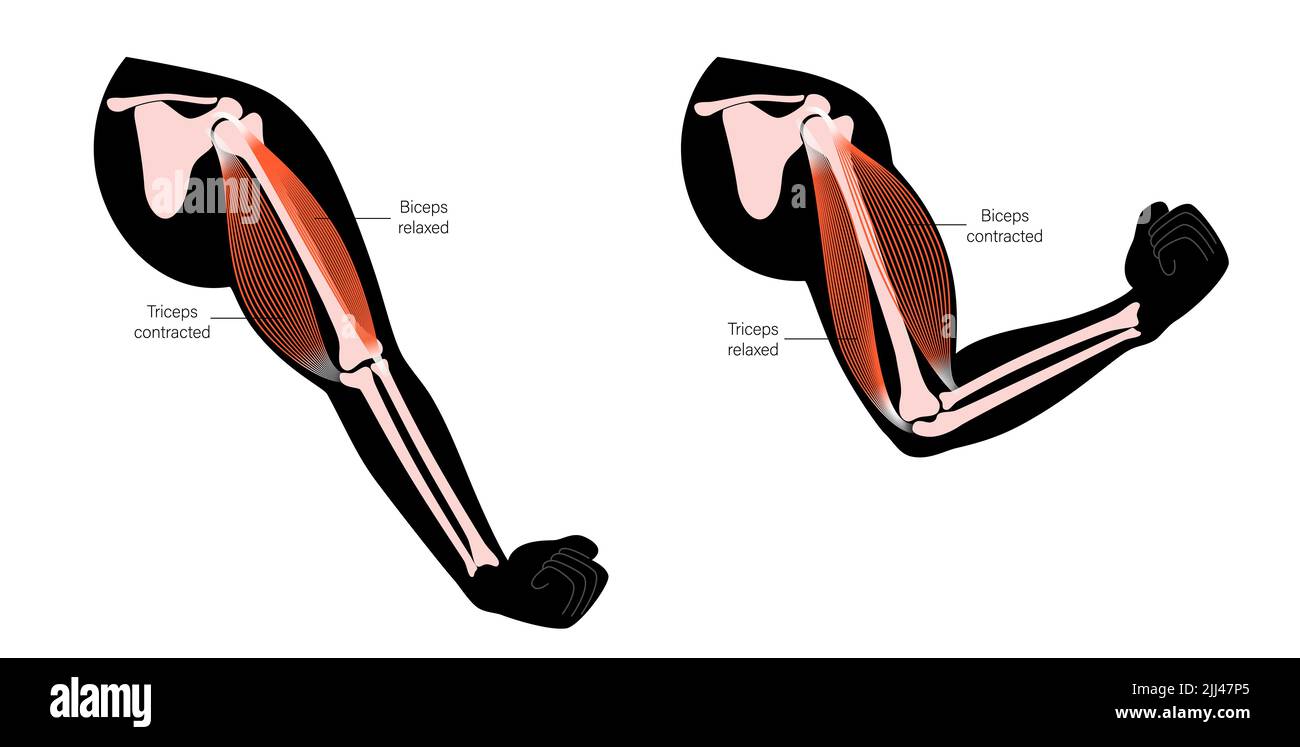 Muskeln bizeps anatomie -Fotos und -Bildmaterial in hoher Auflösung – Alamy