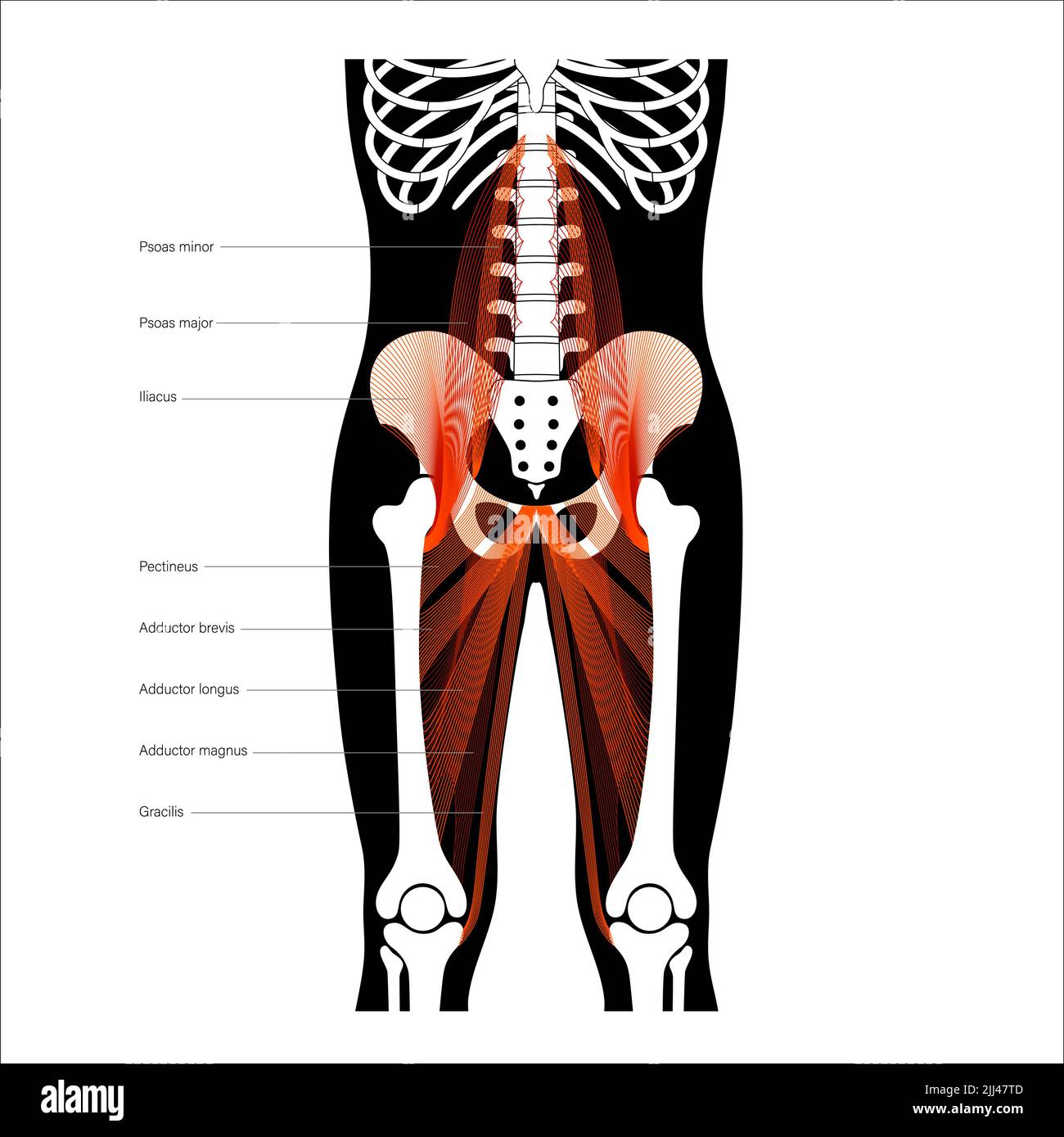 Anatomie des Beckens, Abbildung Stockfotografie - Alamy