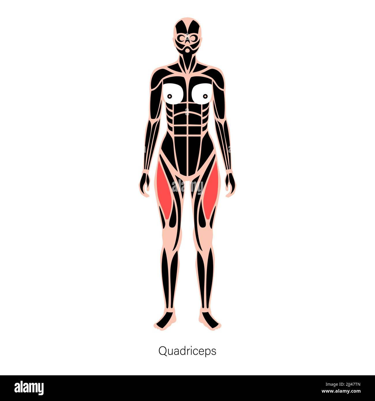 Anatomie der Quadrizeps-Muskeln, Abbildung Stockfotografie - Alamy
