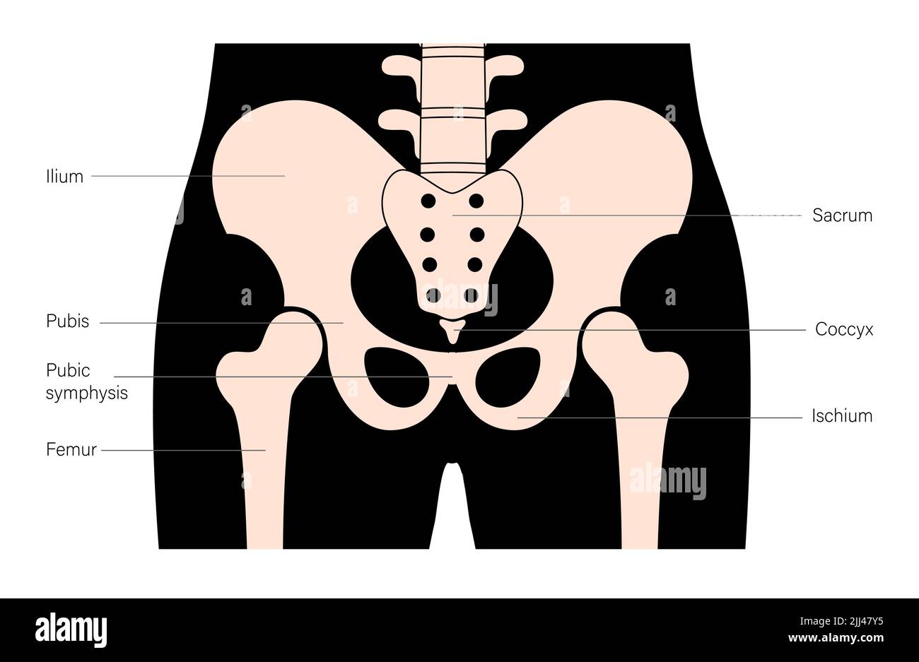 Anatomie des Beckens, Abbildung Stockfotografie - Alamy