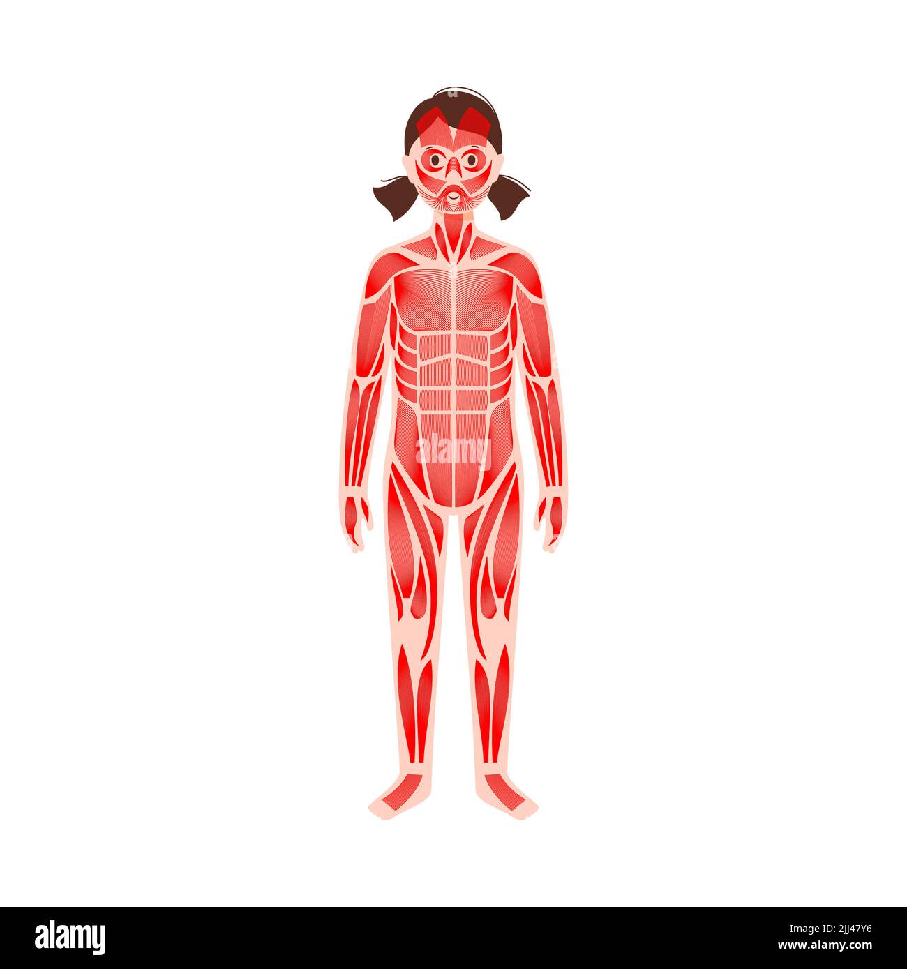 Das Muskelsystem des Mädchens, Illustration Stockfotografie - Alamy