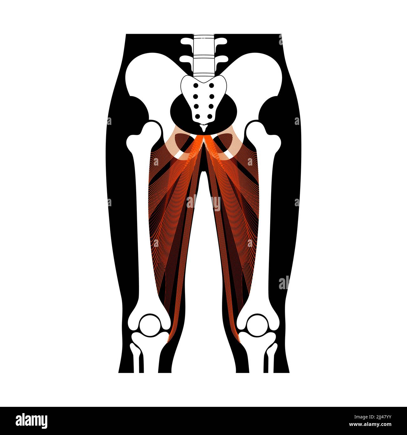 Anatomie mensch muskeln bein hüfte -Fotos und -Bildmaterial in hoher ...