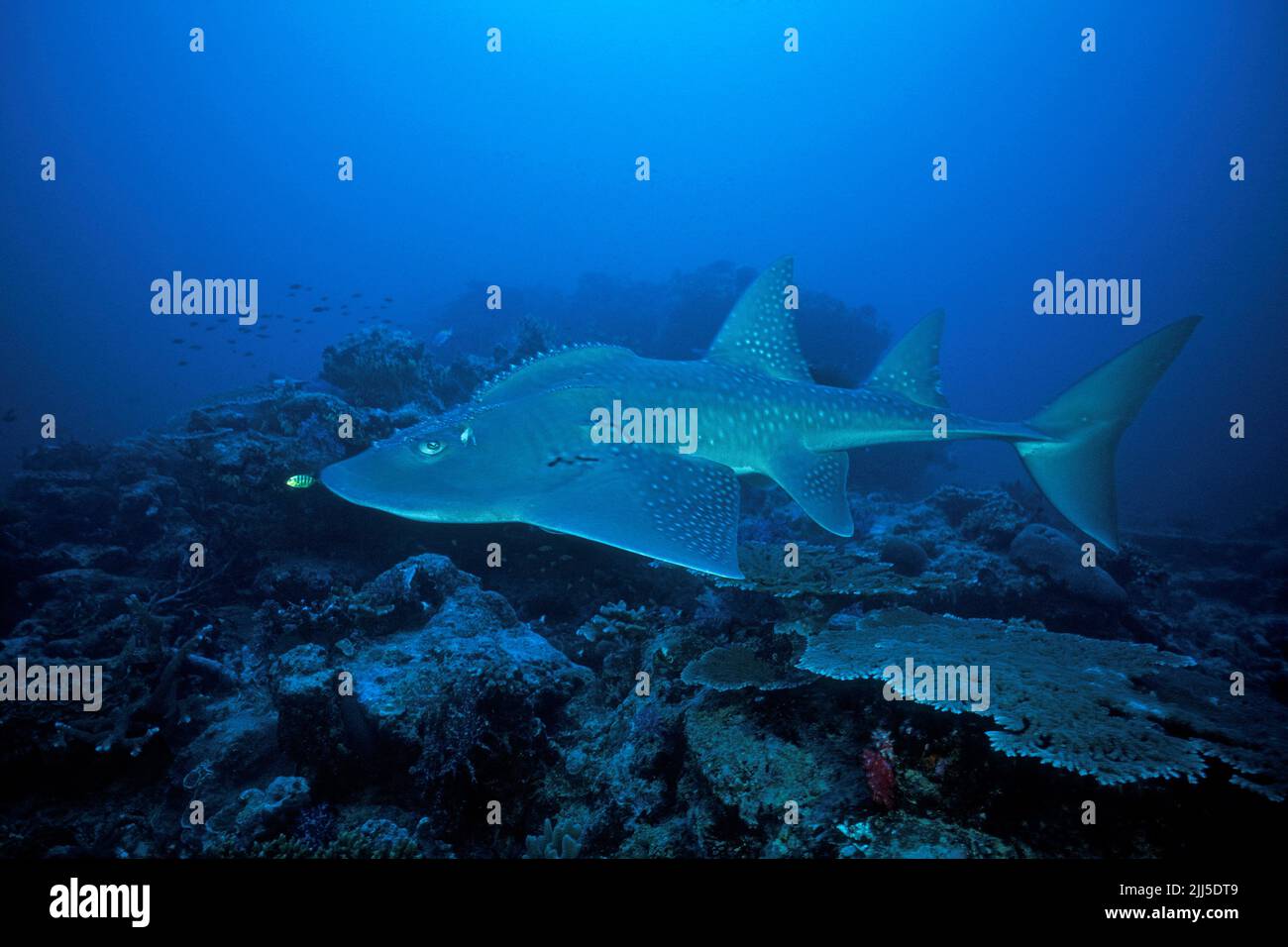 Rhina ancylostoma -Fotos und -Bildmaterial in hoher Auflösung – Alamy
