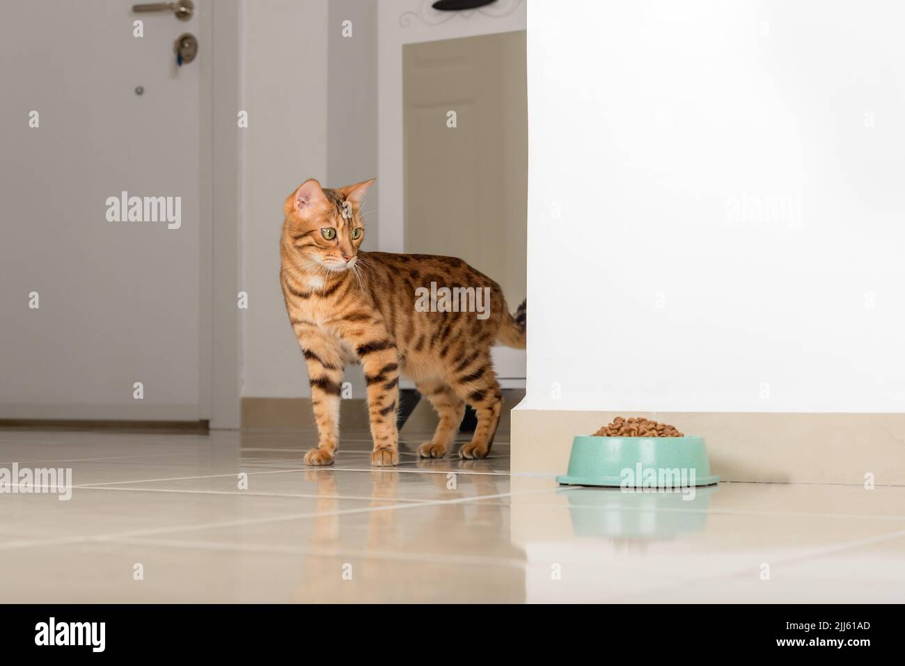 Katze späht um die ecke -Fotos und -Bildmaterial in hoher Auflösung – Alamy