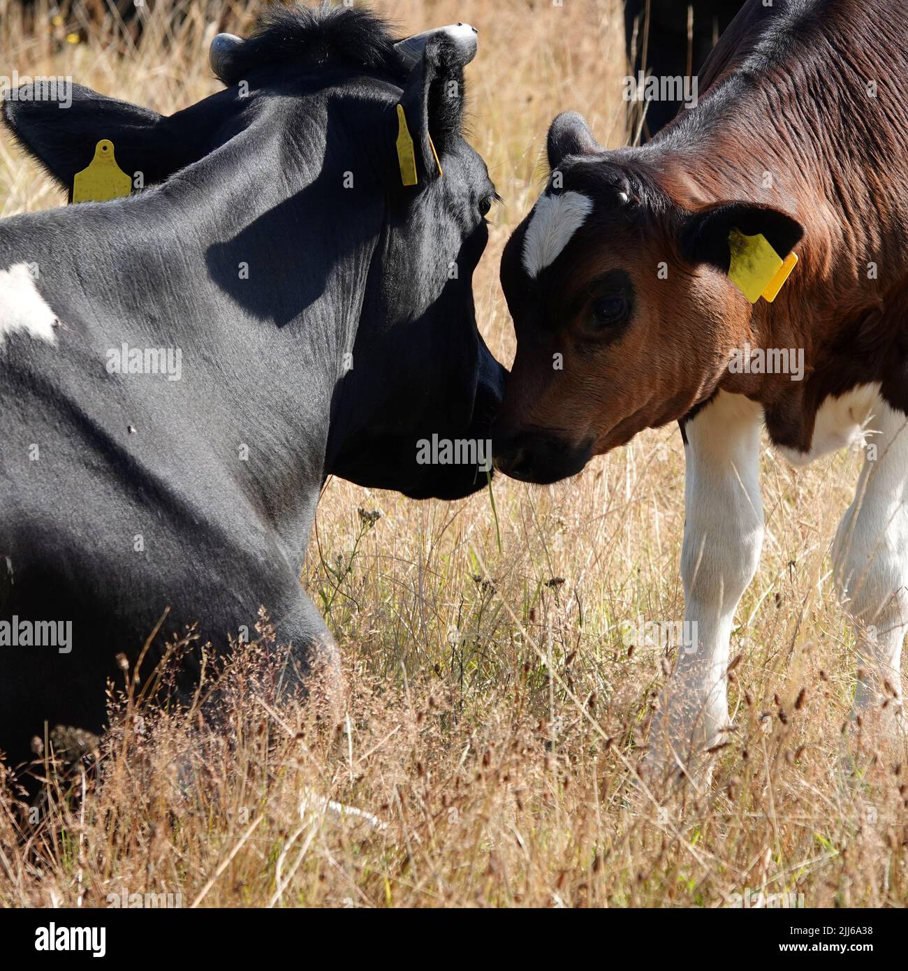 Kalb und Kuh. Mutter und Kind stehen in Kontakt. Der Besitzer glaubt an ...