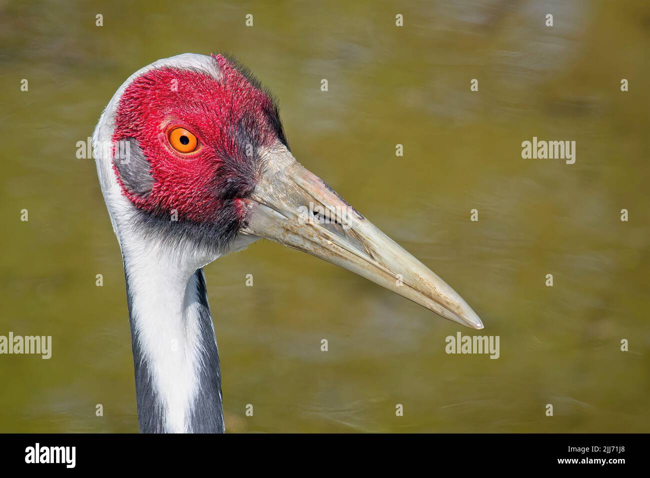 Kranich auge -Fotos und -Bildmaterial in hoher Auflösung – Alamy
