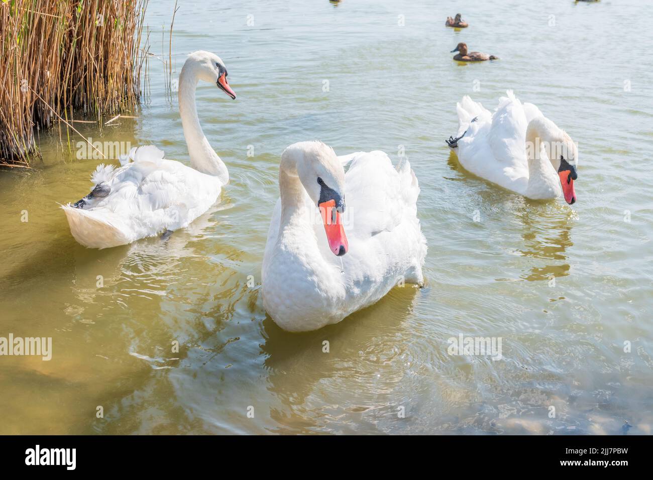 Drei anmutige weiße Schwäne schwimmen im See, Schwäne in freier ... Drei anmutige weiße Schwäne schwimmen im See, Schwäne in freier ...