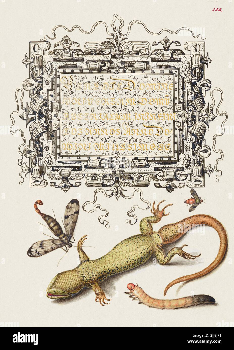 Vintage, retro, alt, Foto, Jahrhundert, Botanik, Grafik, antik ...