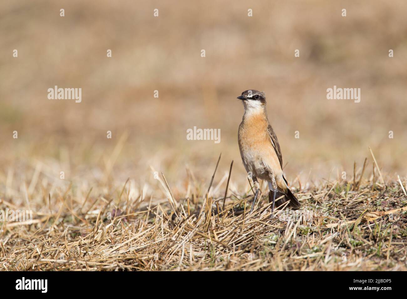 Sululta ebene -Fotos und -Bildmaterial in hoher Auflösung – Alamy