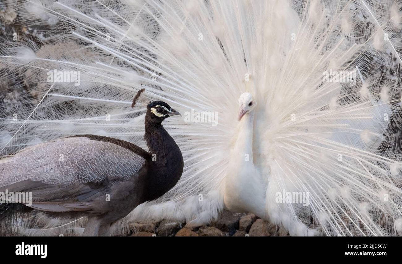 Zwei Pfauen, einer ein weißer Pfau und der andere ein Opalpfau, zeigen ...