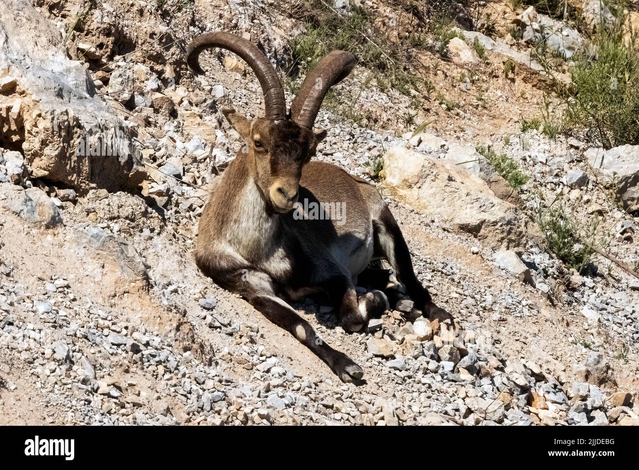 Heranwachsender spanischer steinbock -Fotos und -Bildmaterial in hoher ...