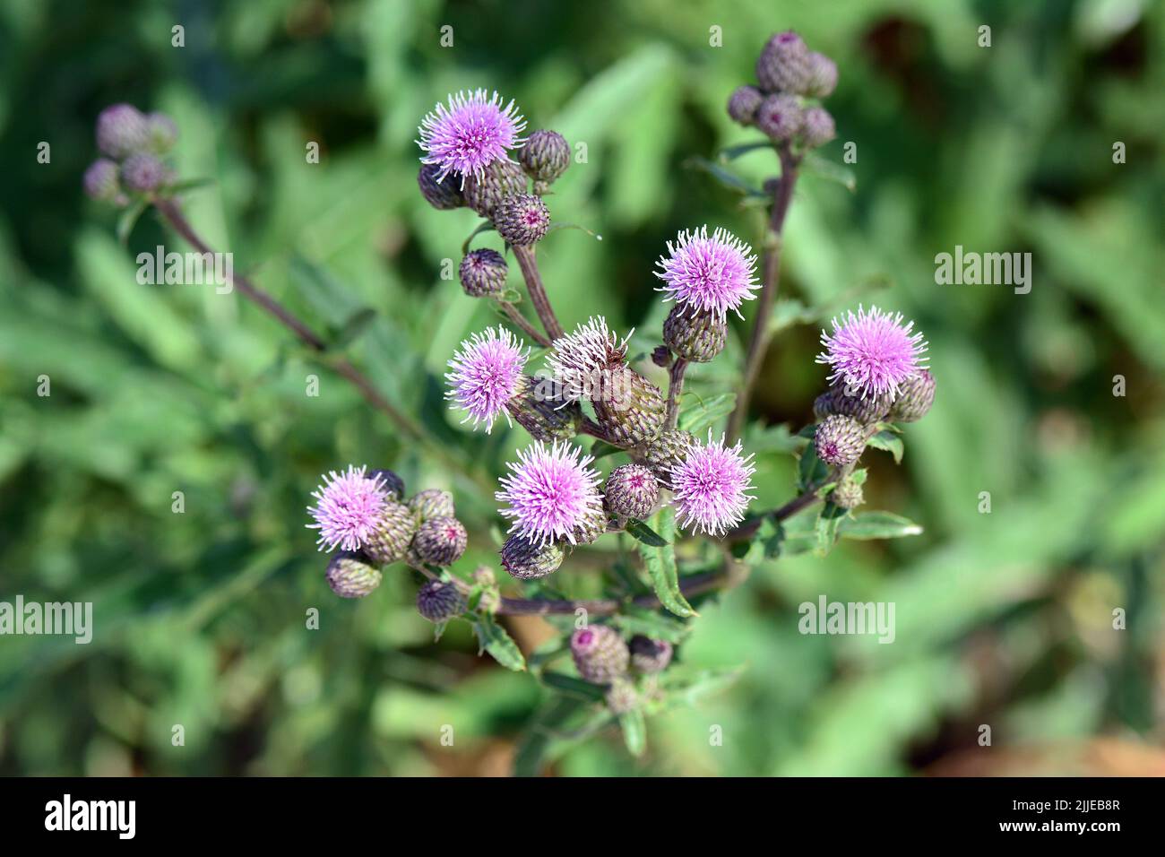 Schleichende Distel, Acker-Kratzdistel, Chardon des champs, Cirsium ...