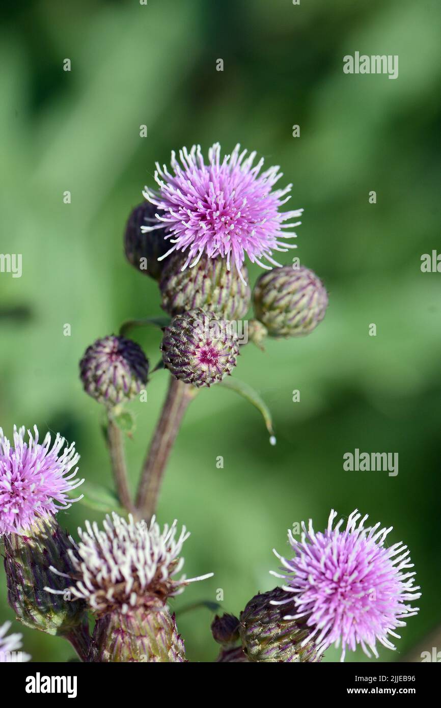 Mezei aszat -Fotos und -Bildmaterial in hoher Auflösung – Alamy