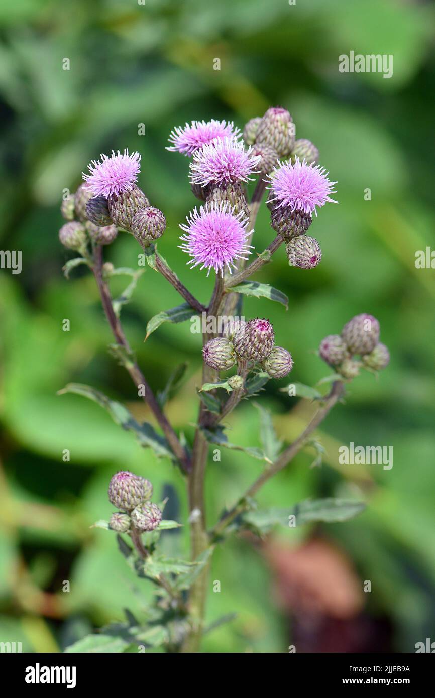 Schleichende Distel, Acker-Kratzdistel, Chardon des champs, Cirsium ...