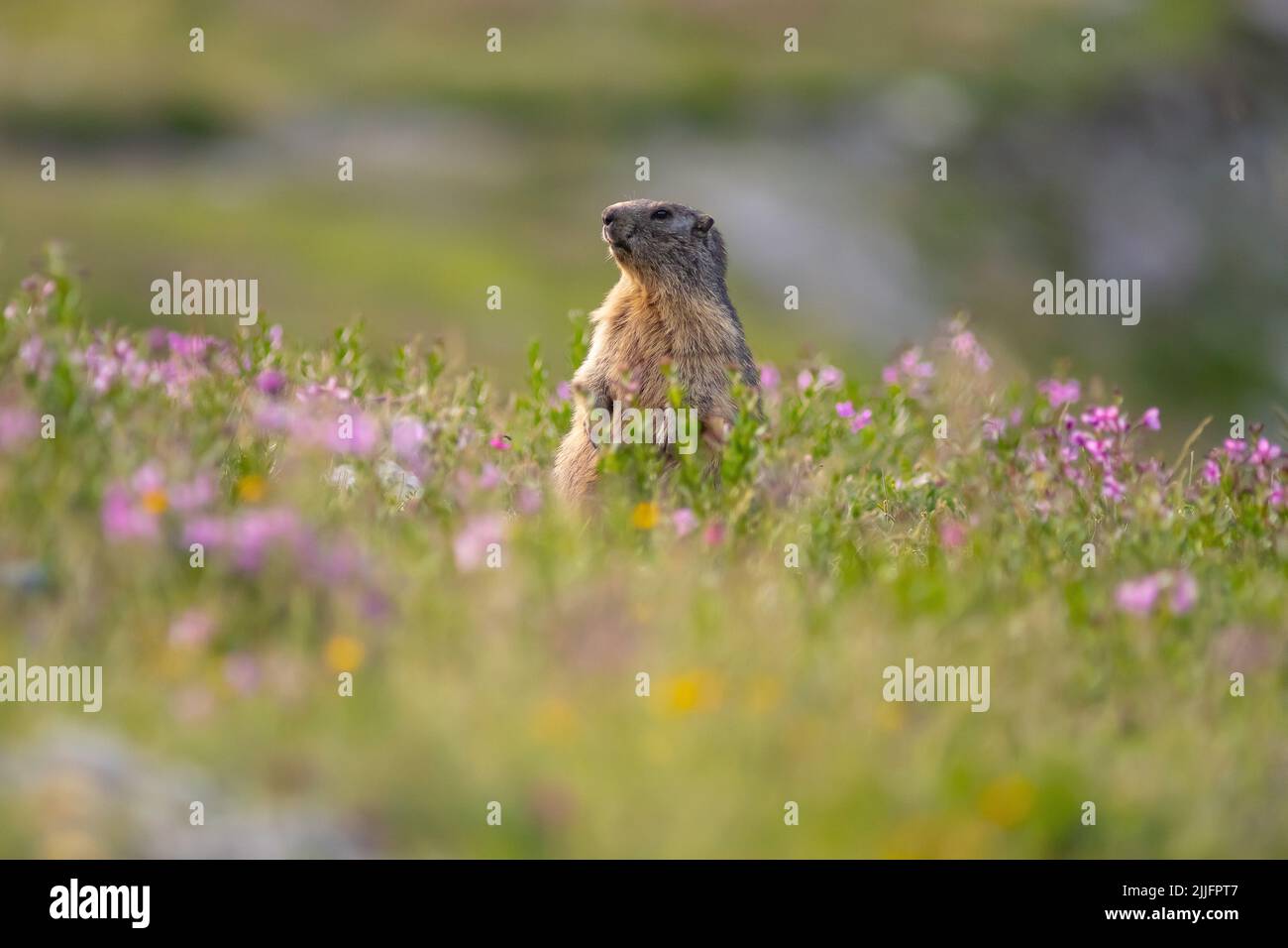Murmeltier und blumen -Fotos und -Bildmaterial in hoher Auflösung – Alamy