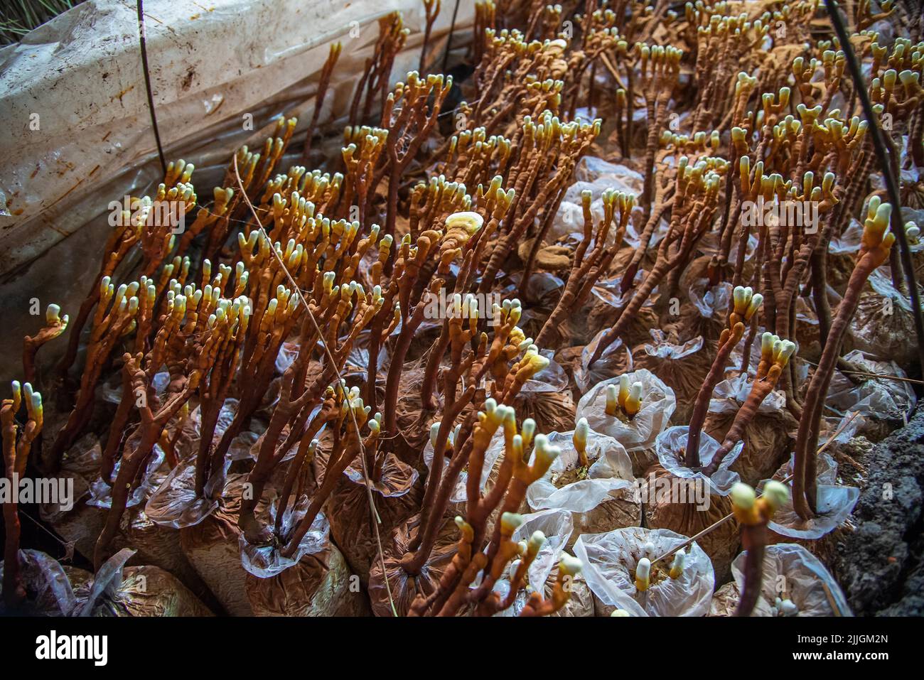 Bangui. 1.. Juni 2022. Das Foto vom 1. Juni 2022 zeigt Pilze, die von ...