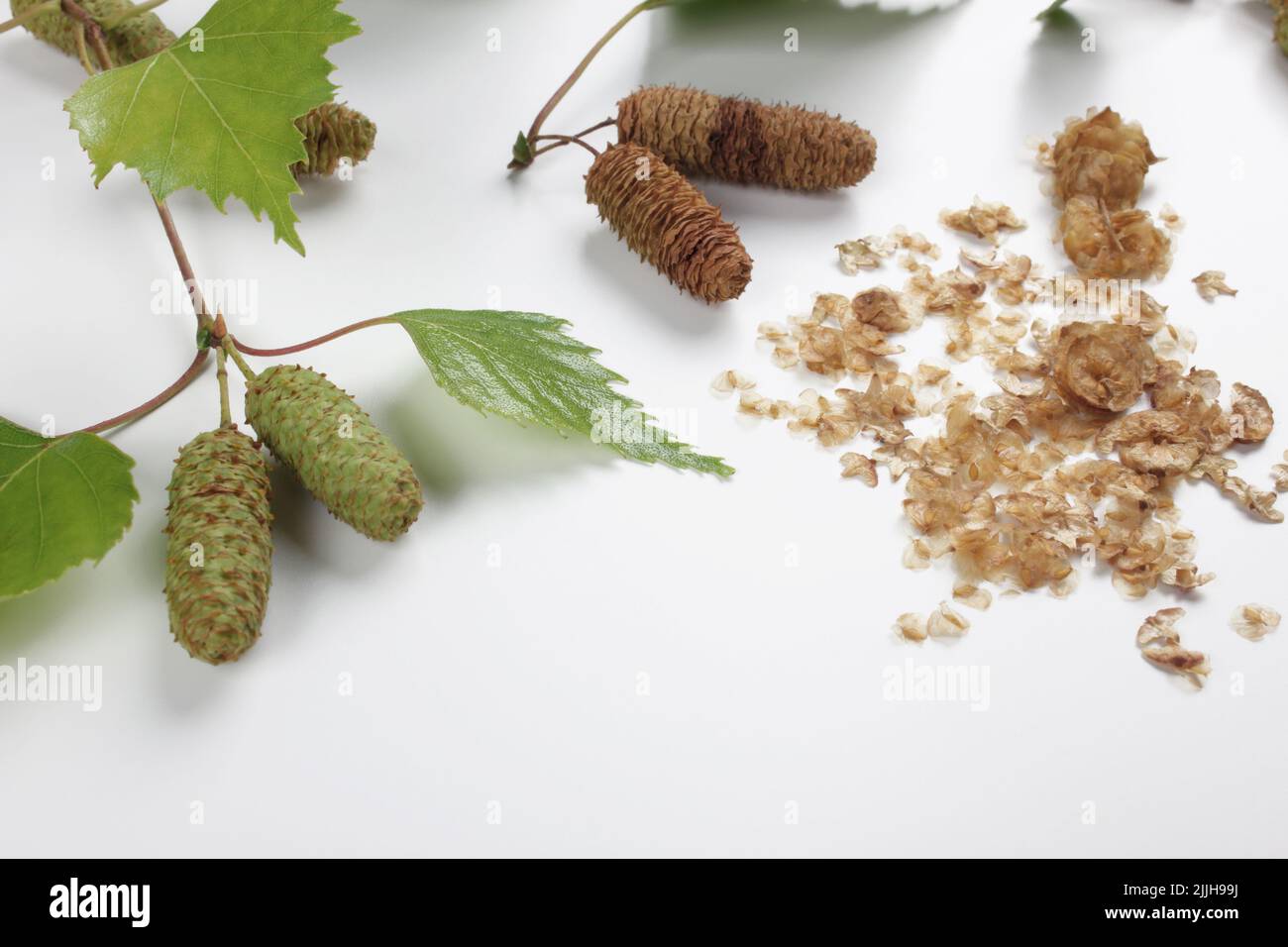 Betula pendula knospen -Fotos und -Bildmaterial in hoher Auflösung – Alamy