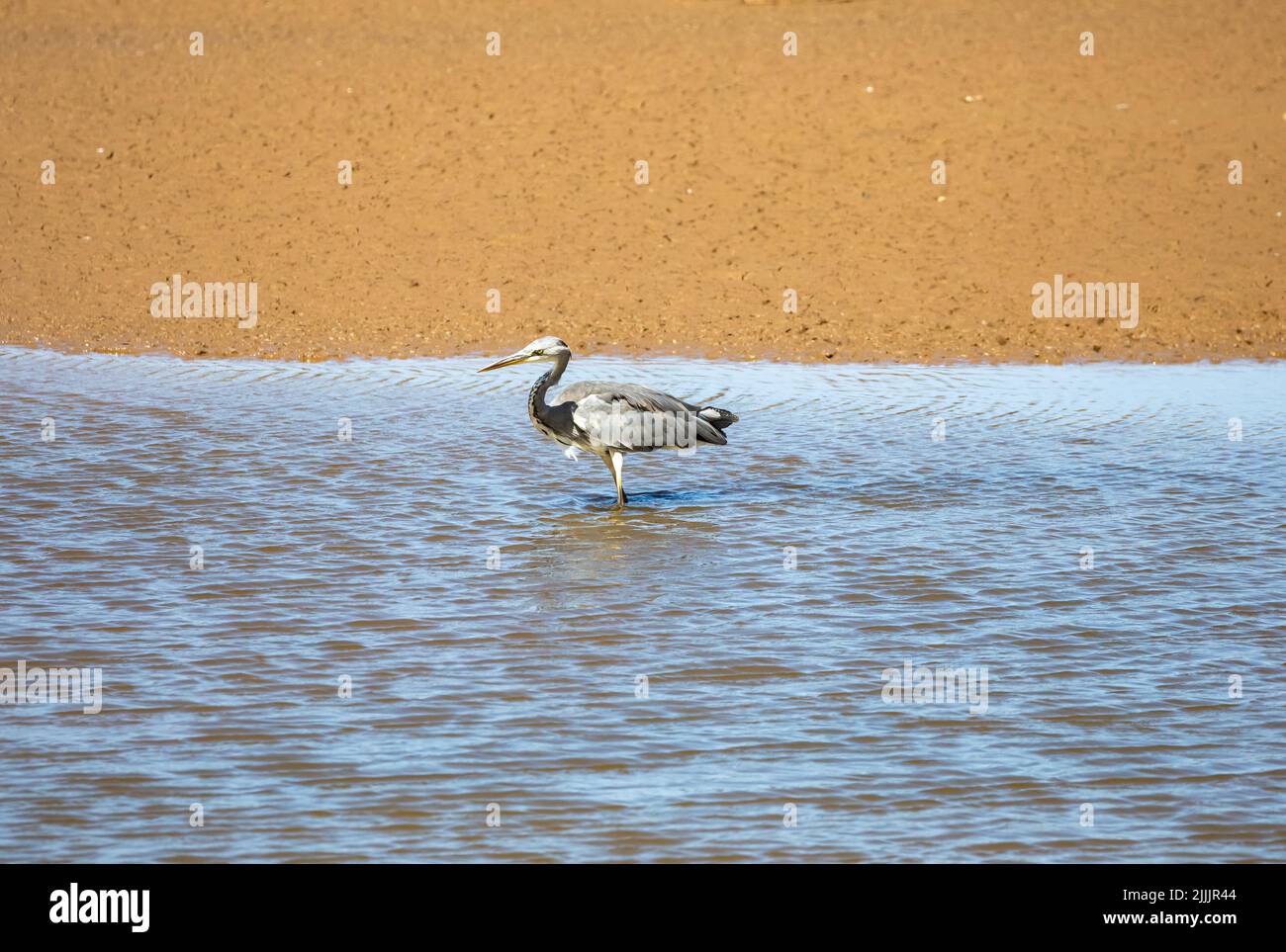 Ein grauer Reiher watet bei Ebbe durch das Wasser in der Hoffnung, in ...
