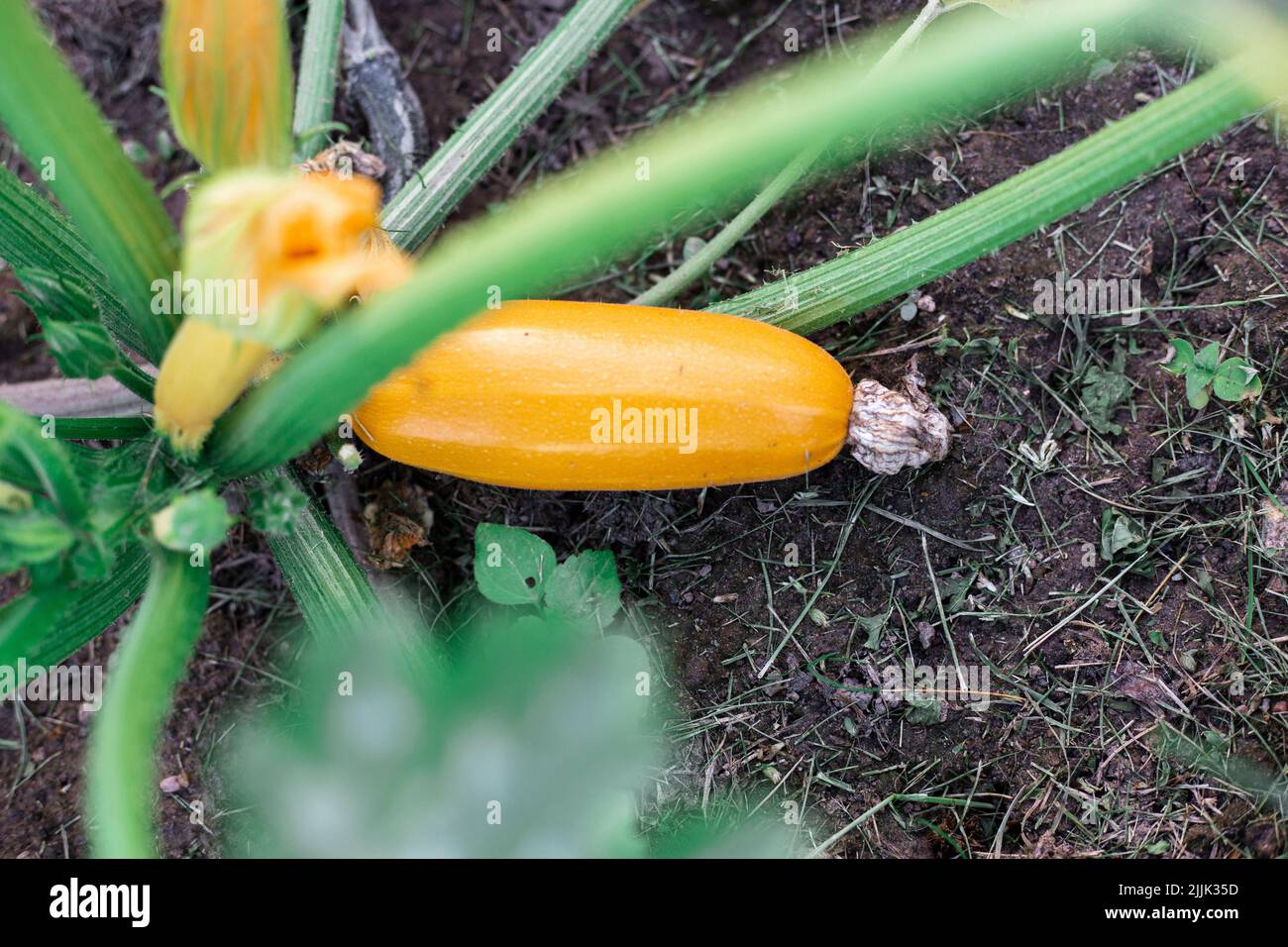 Large yellow green zucchini in -Fotos und -Bildmaterial in hoher ...