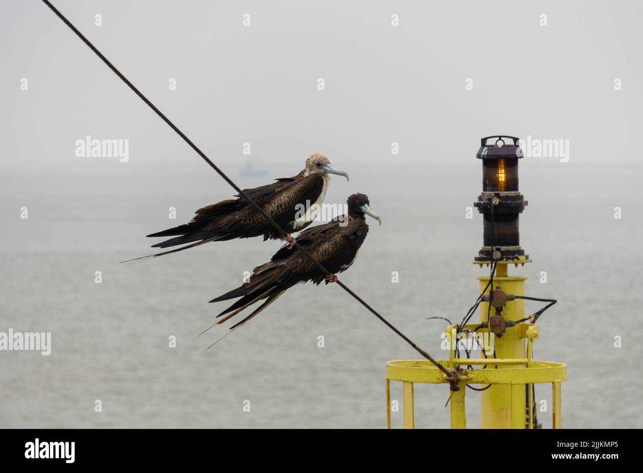 Große Vögel sitzen auf Schiffen Mast. Vogelfamilie, die auf dem ...
