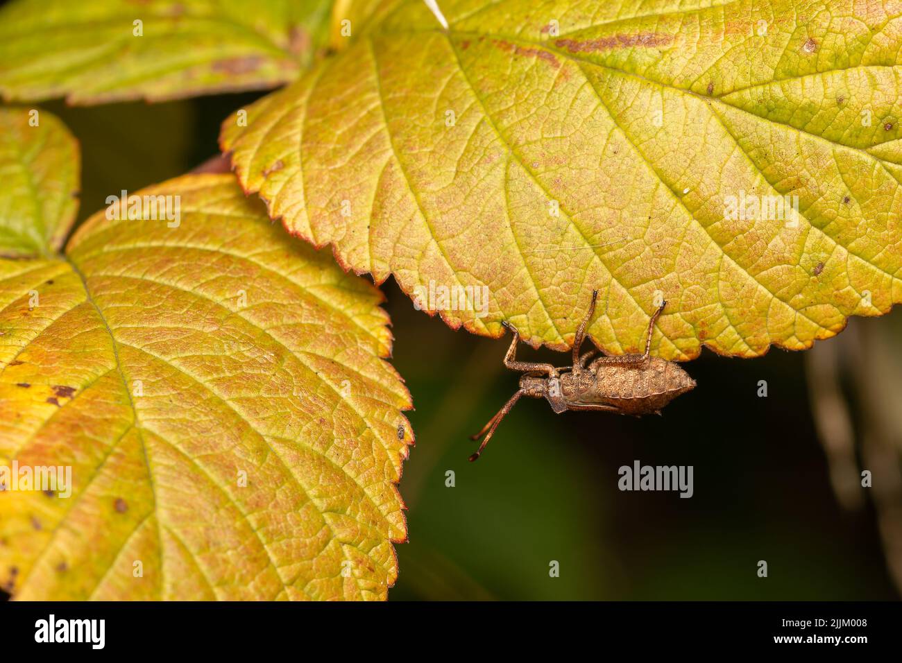 Nahaufnahme gelbes insekt -Fotos und -Bildmaterial in hoher Auflösung ...