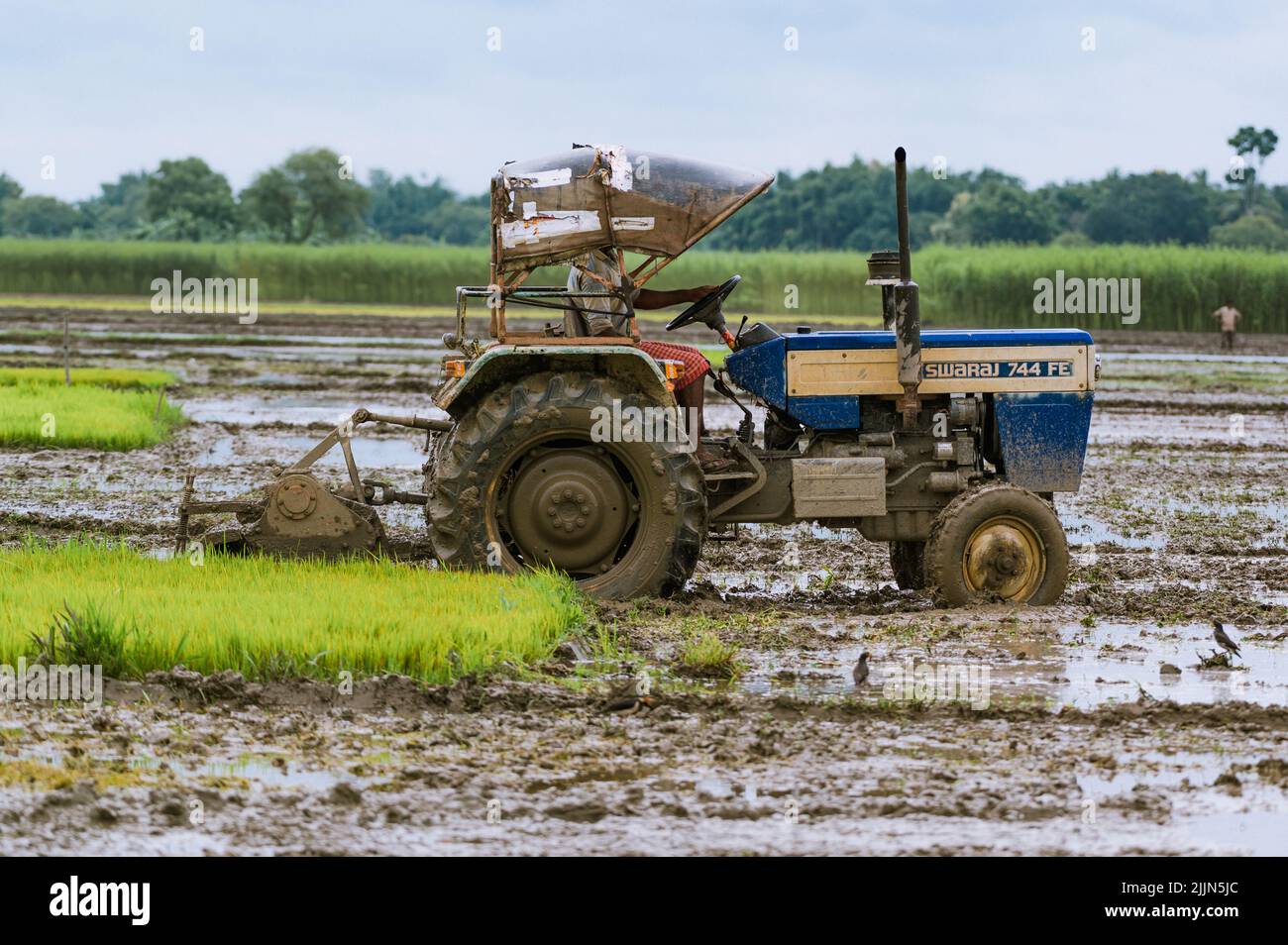 Bauern bei der Arbeit, Muddying der Anbaufläche, um Reis Setzlinge mit ...