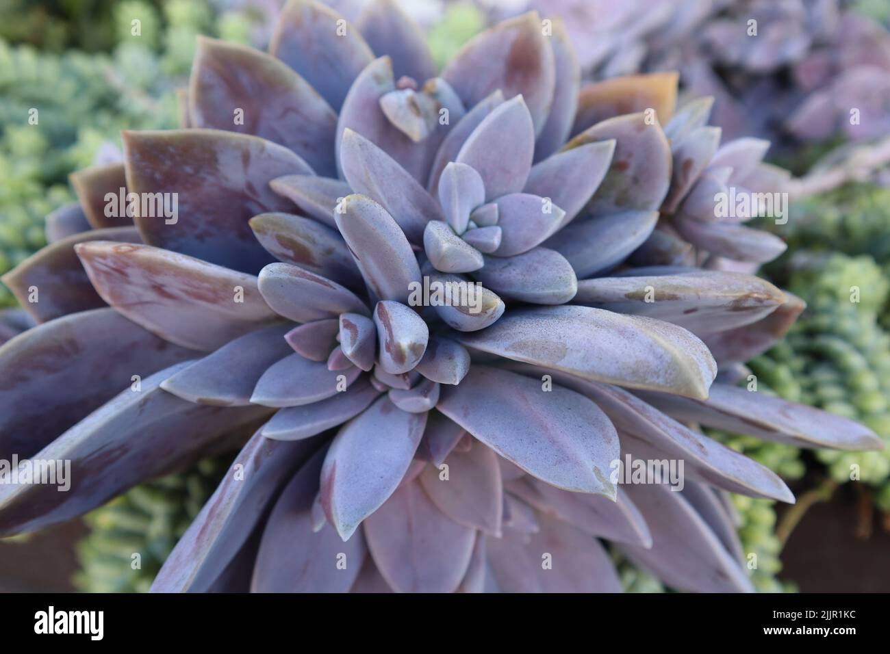Lila blatt saftig -Fotos und -Bildmaterial in hoher Auflösung – Alamy